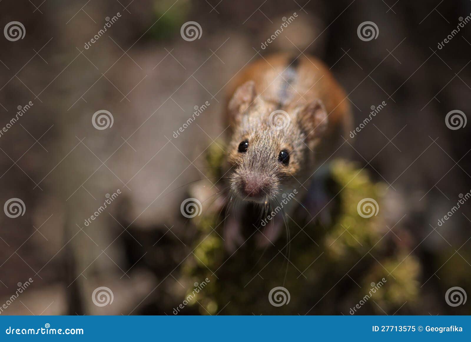 Striped Field Mouse Apodemus Agrarius In A Tree Hole Stock Photography ...