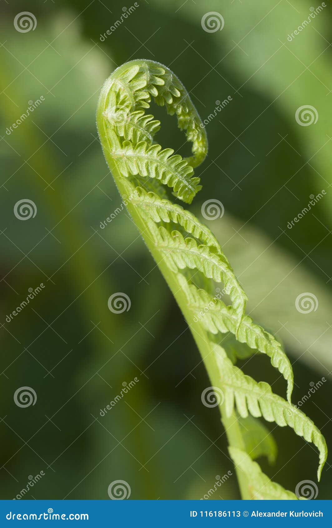 Closeup Of Curled Mint Leaves Isolated On White Stock Photography ...