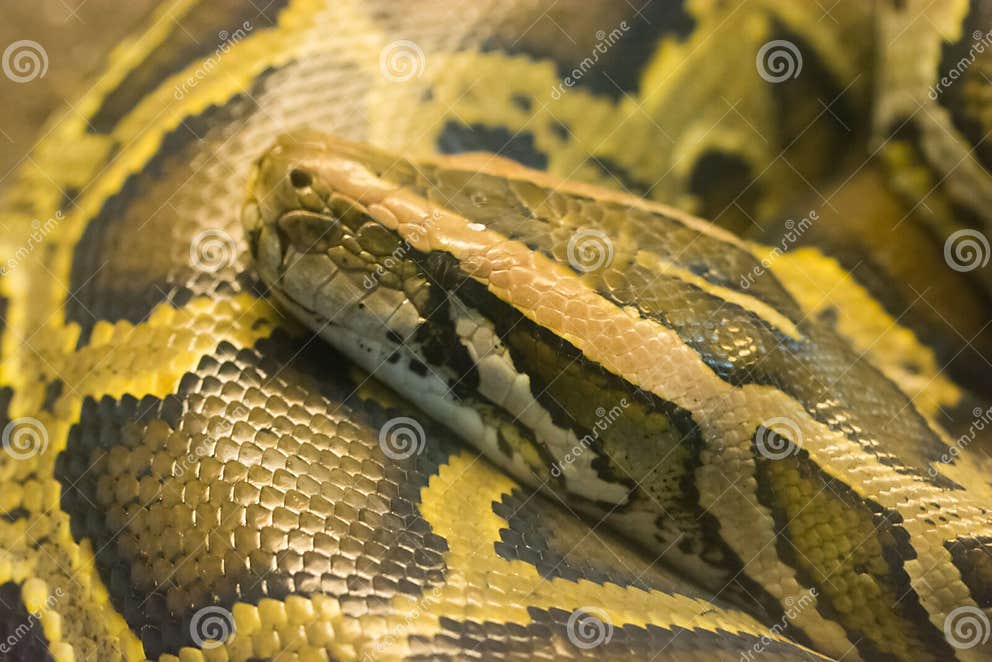 Closeup of a Curled Up Burmese Python Vader Stock Photo - Image of nature, creature: 269365686