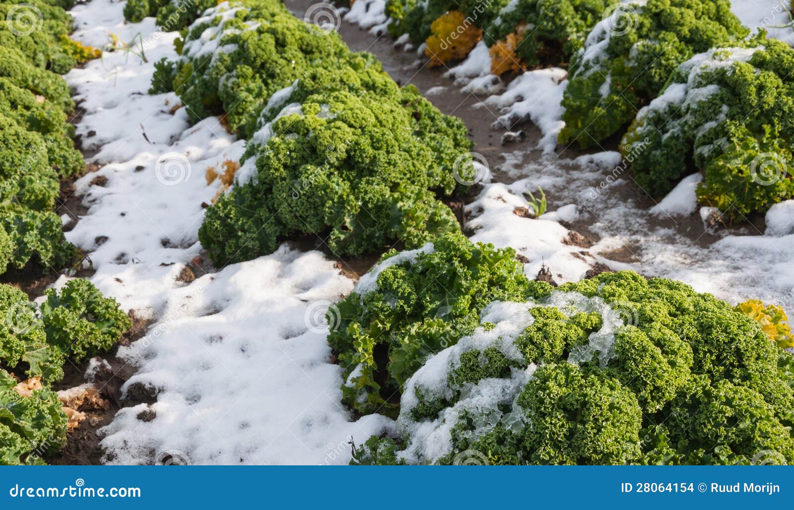 Closeup of Curly Kale with Snow Stock Photo - Image of european ...
