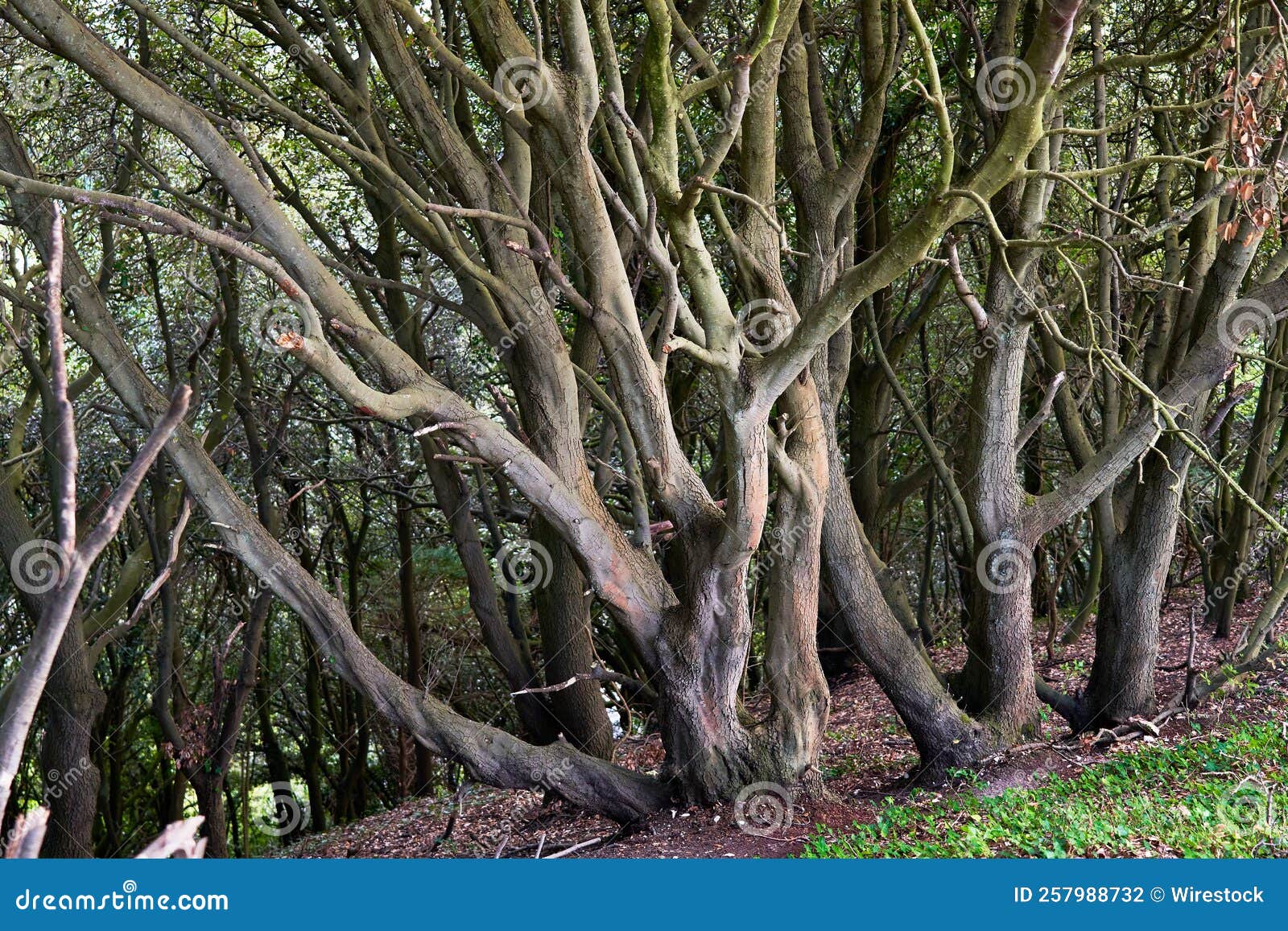 Closeup of the Curvy Tree Trunks in the Forest Stock Photo - Image of ...