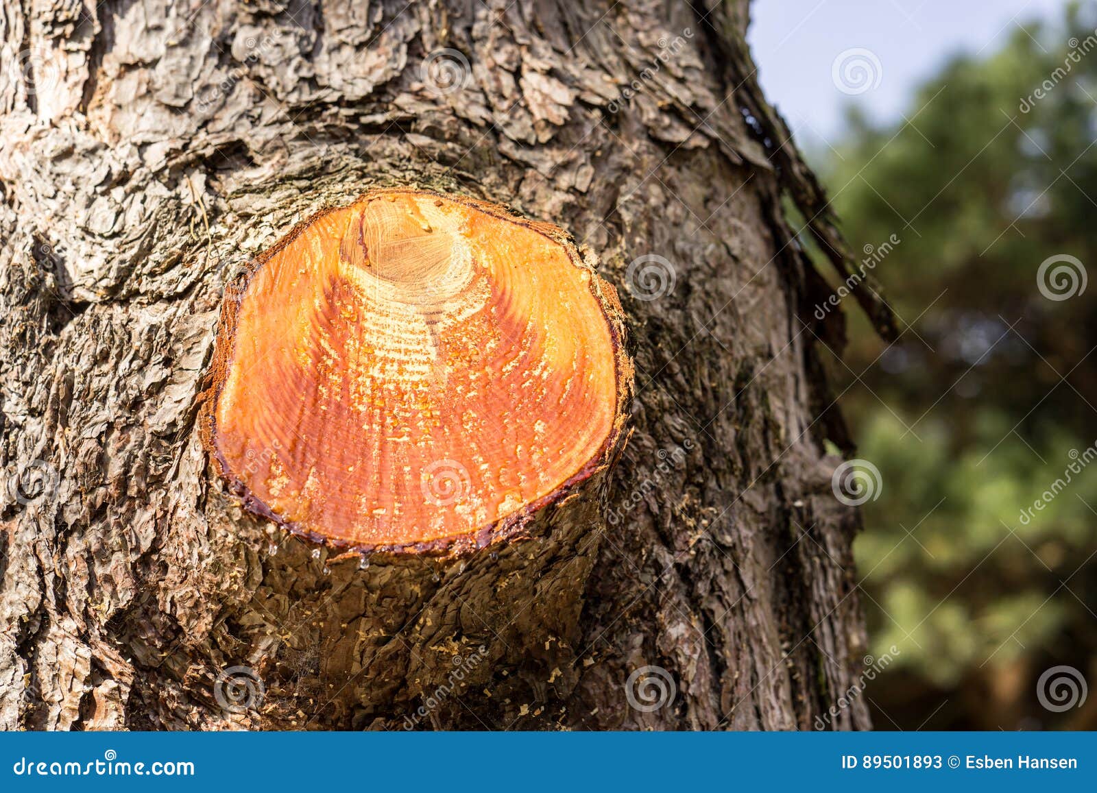 Closeup of Cut Branch on a Tree Stock Image - Image of green, nature ...