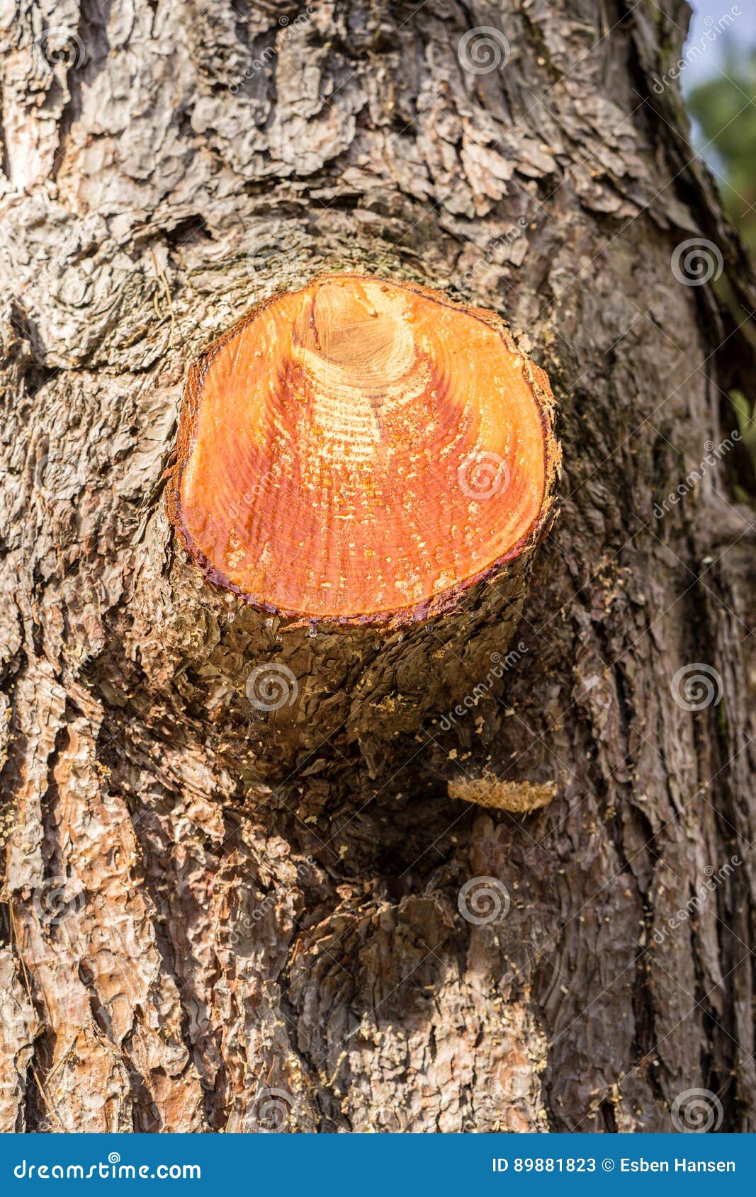 Closeup of Cut Branch on a Tree Stock Image - Image of defect, hole ...