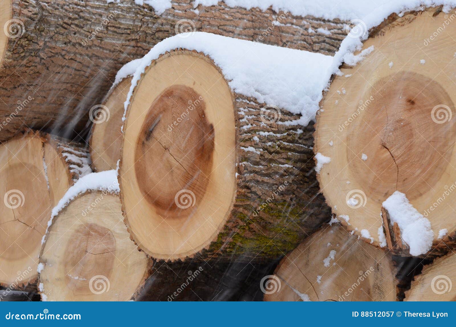 A Pile Of Cut Logs In A Forest Stock Photo | CartoonDealer.com #135752814