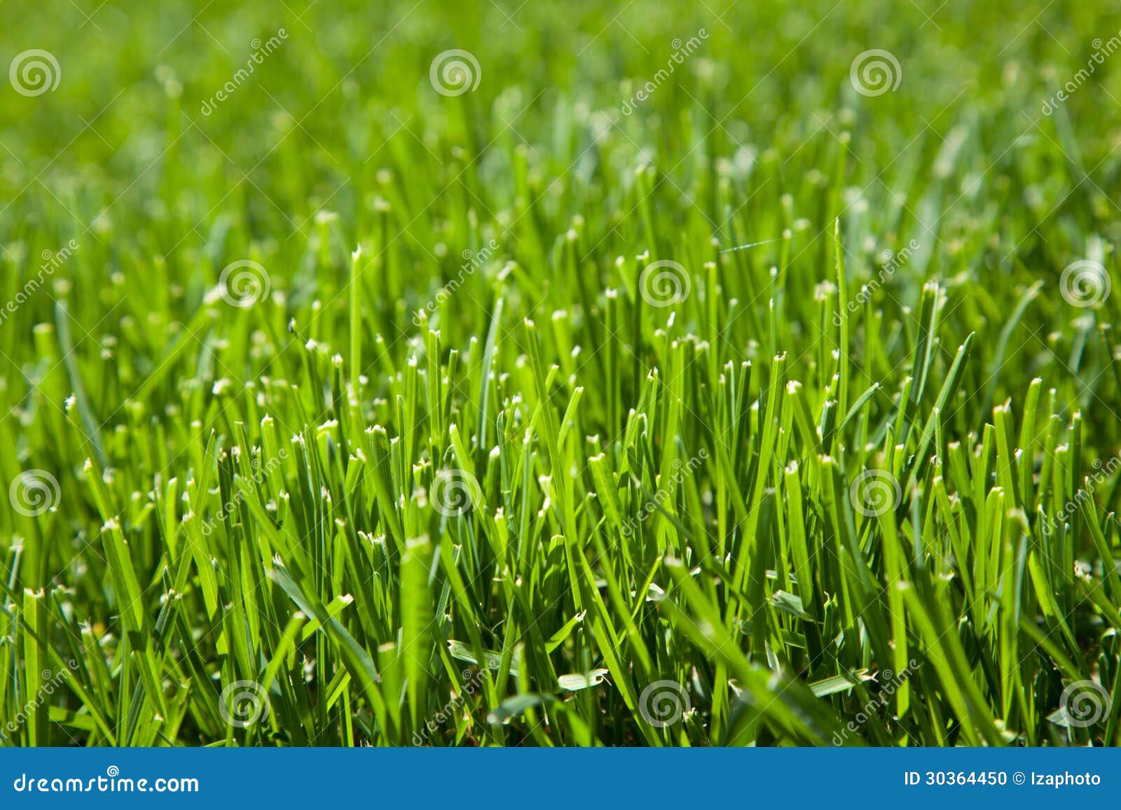 Closeup of cut grass stock photo. Image of idyllic, lush - 30364450