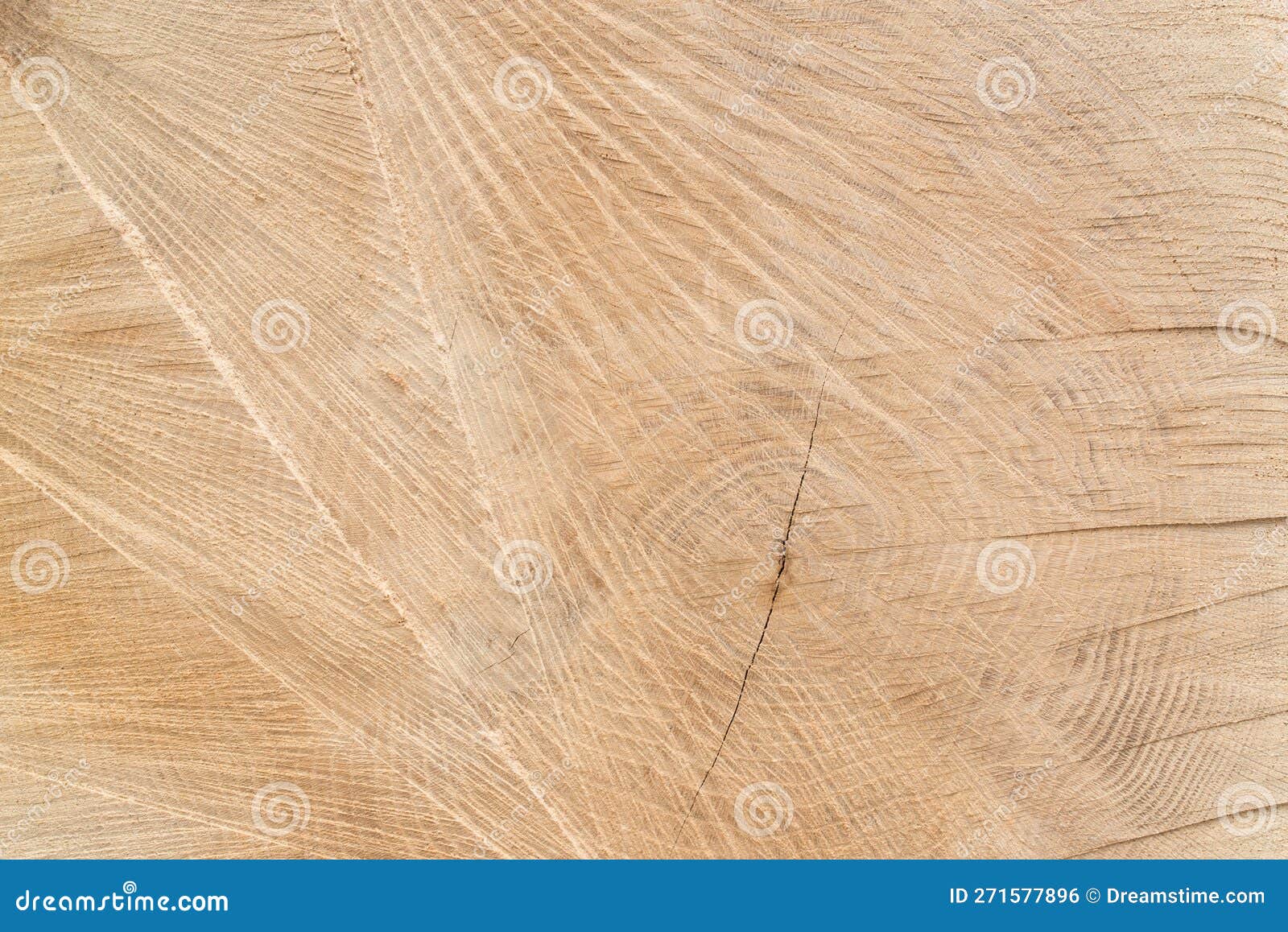 Closeup of Cut Oak Tree Log in Forest Stock Photo - Image of forestry ...