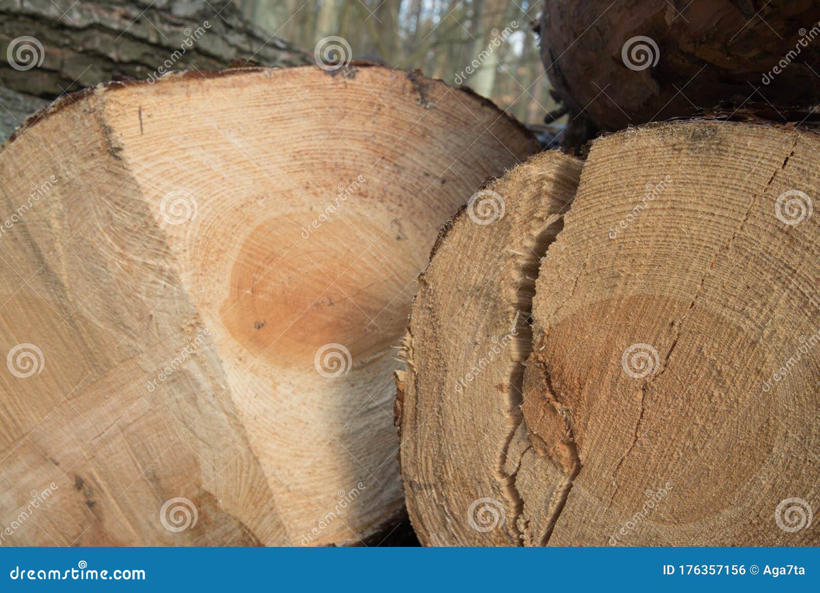 Closeup of Cut Pine Tree Log Stock Photo - Image of natural, concentric ...