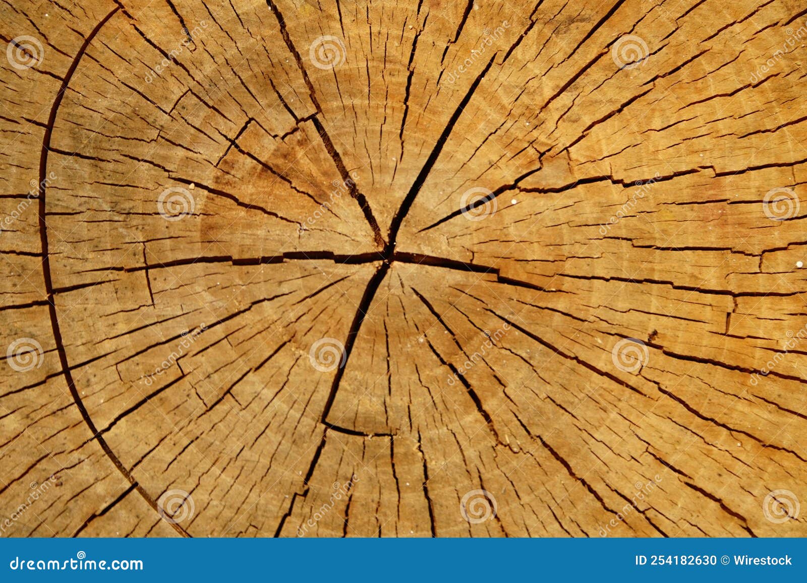 Closeup of a Cut Tree Trunk with Cracks Stock Photo - Image of natural ...