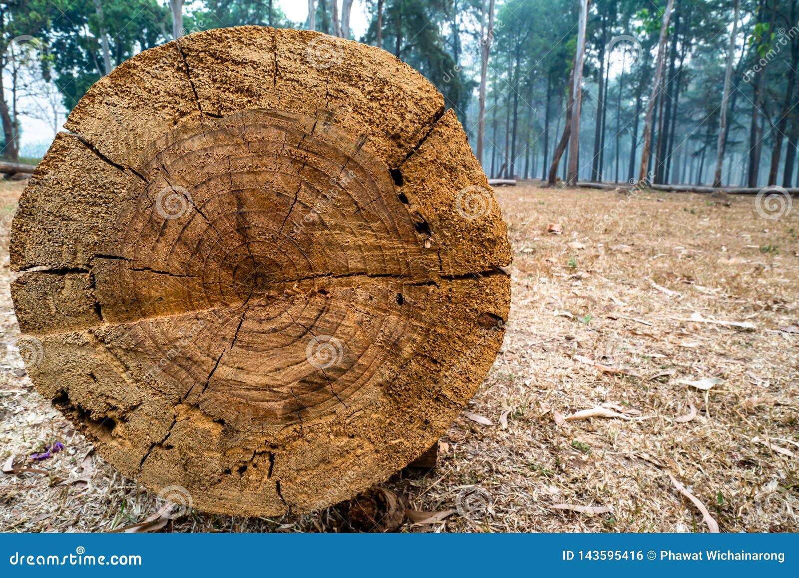 Closeup of Cut Tree Trunk with Details of Annual Ring on the Surface in ...