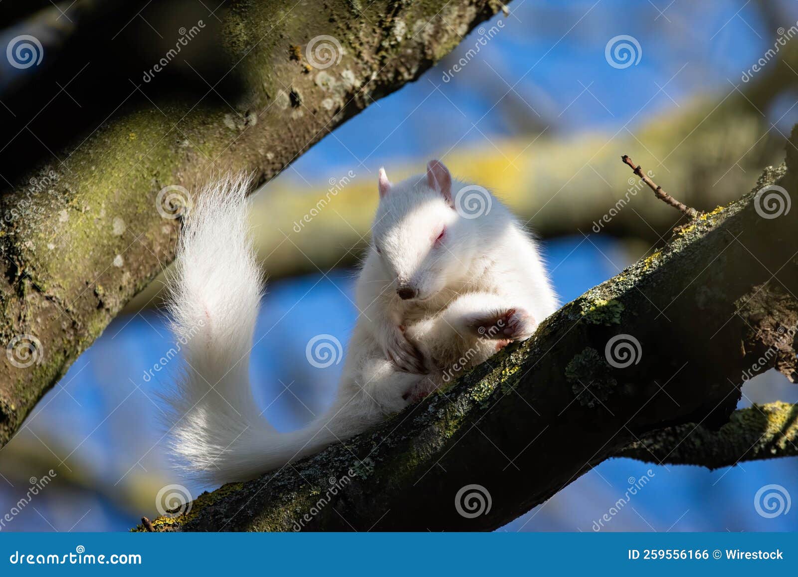 Closeup of a Cute Albino Squirrel on a Tree Branch Stock Photo - Image ...