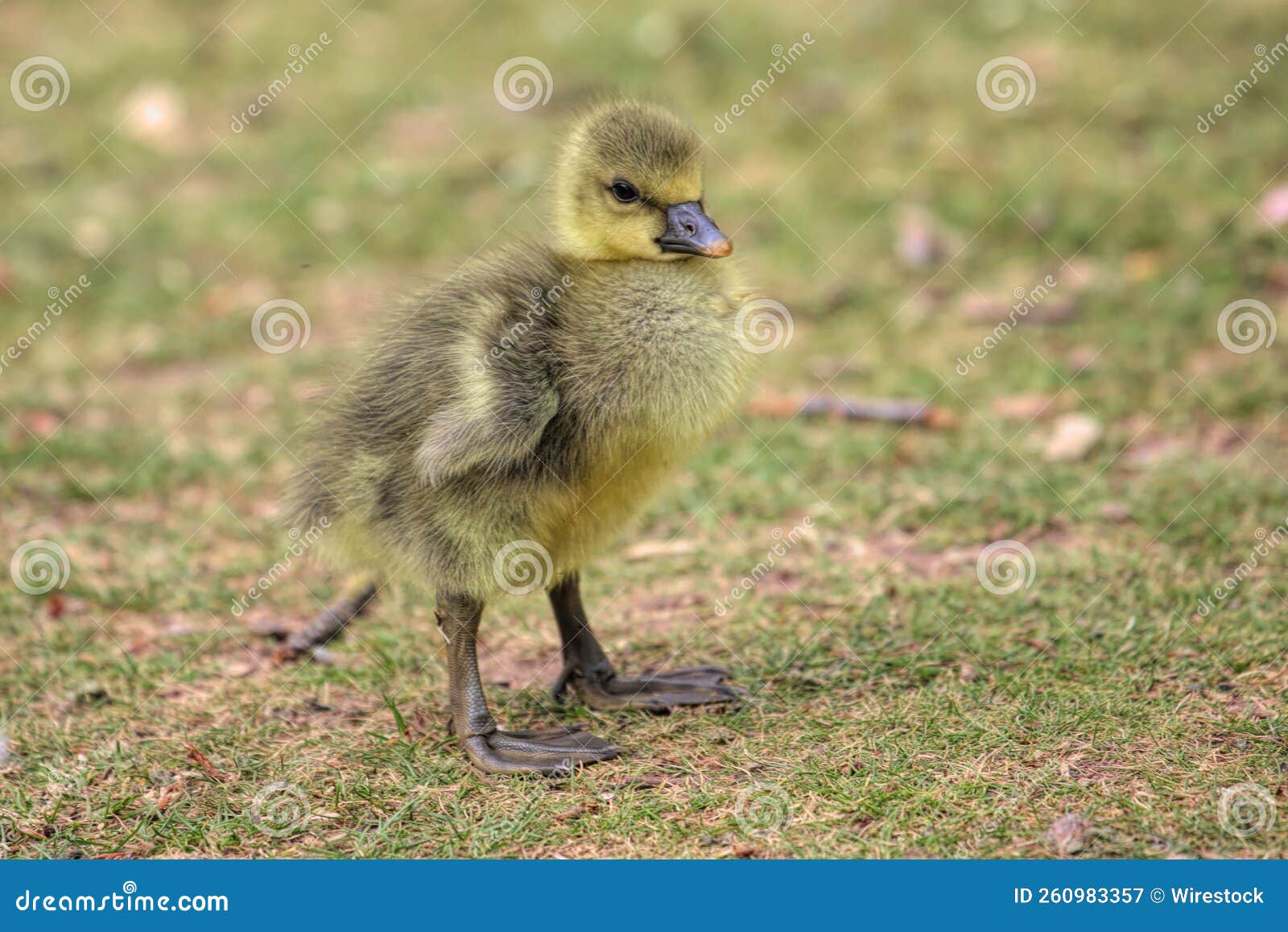 Closeup of a Cute Baby Goose Standing on the Grass Outdoors Stock Image ...