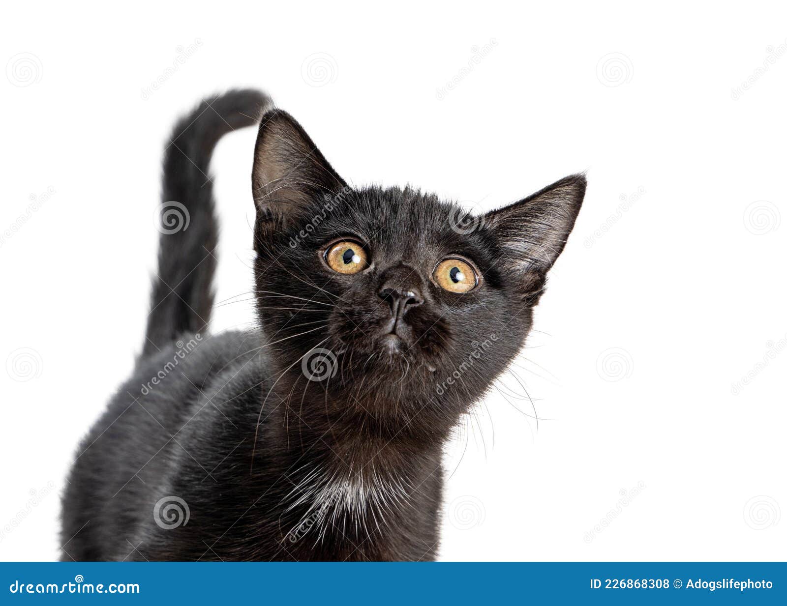 Closeup Cute Black Kitten Looking Up Stock Photo - Image of kitten ...