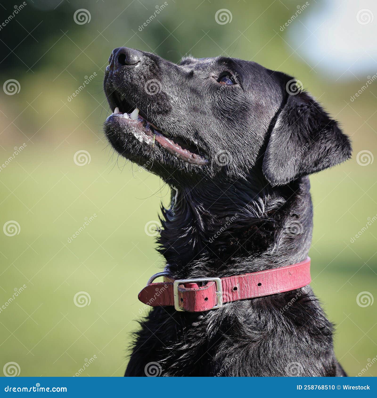 Closeup of a Cute Black Labrador Dog Looking Up Stock Photo - Image of ...