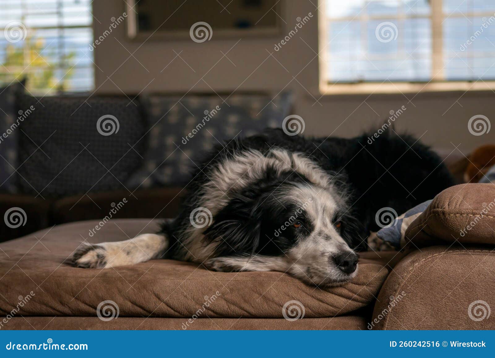 Closeup of a Cute Border Collie Dog Sleeping on the Couch Stock Photo ...