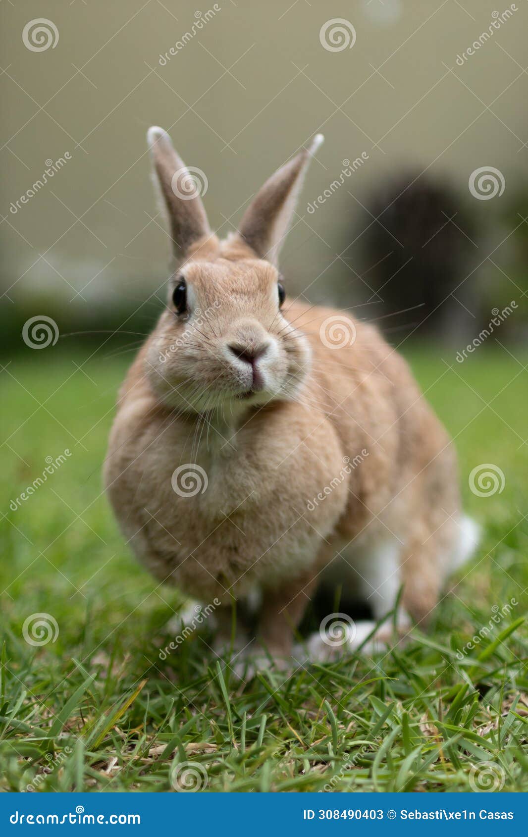 Closeup of a Cute Brown Bunny with a Grass Background Stock Image ...