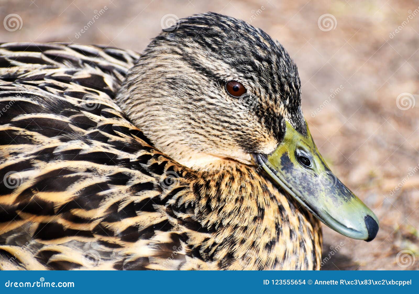 Closeup of a Cute Brown Duck Stock Photo - Image of eyes, wildlife ...