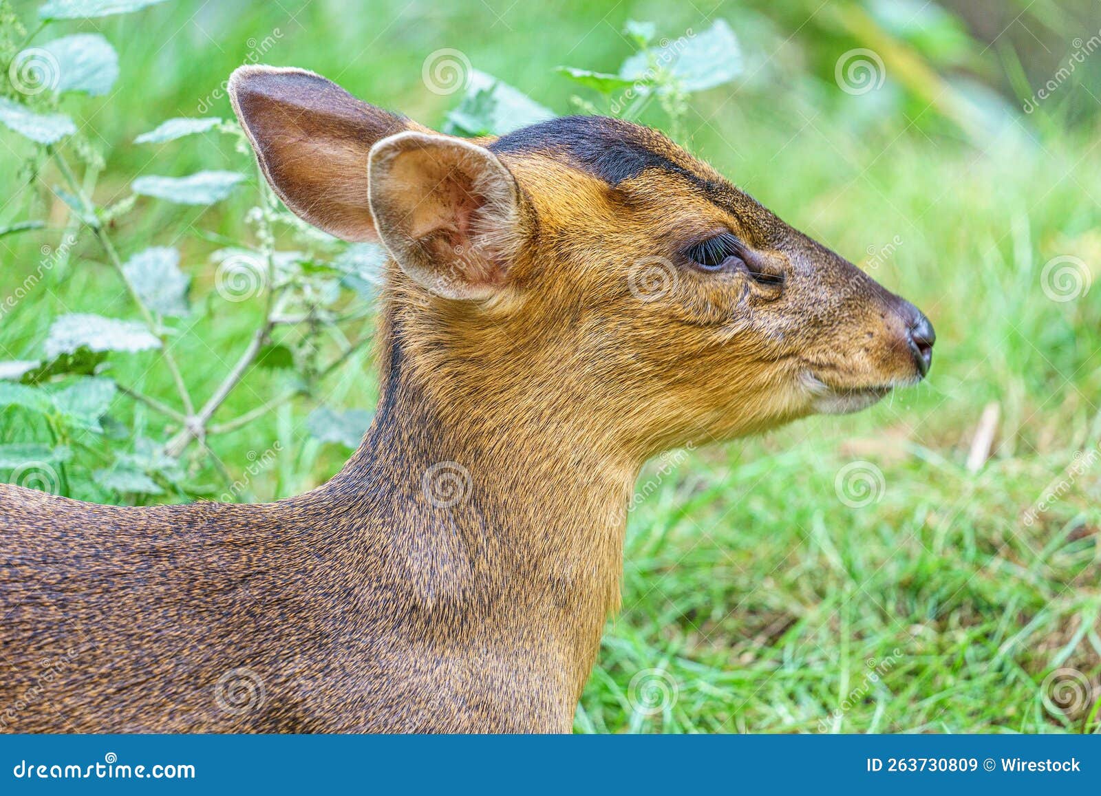 Closeup of a Cute Brown Muntjac Deer in Nature during the Daytime Stock ...