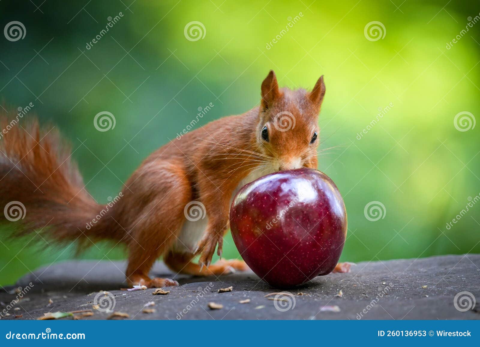 Closeup of a Cute Brown Squirrel Sniffing a Red Apple on the Ground ...