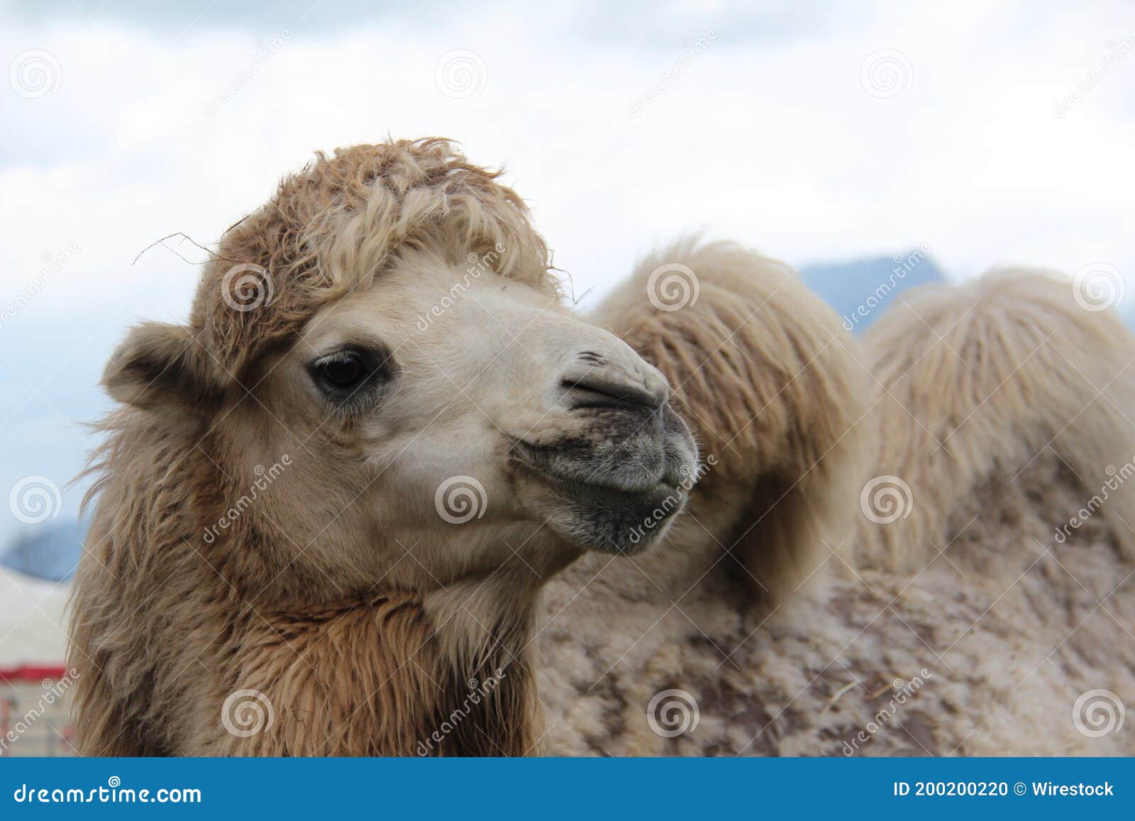 Closeup of a Cute Camel with Humps Stock Photo - Image of sand, wild ...