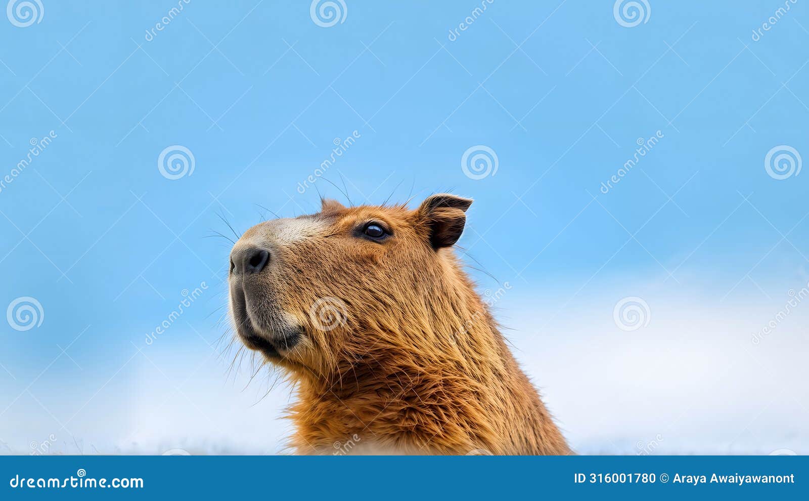 Closeup Capybara with Pastel Bacground Stock Illustration ...