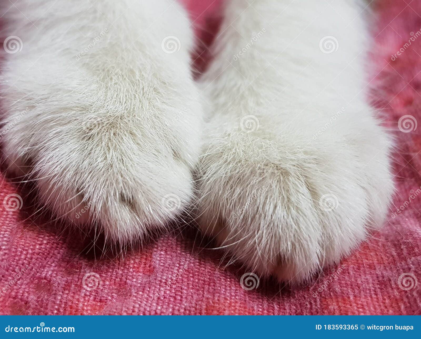 Closeup Cute cat feet stock image. Image of organ, hand - 183593365