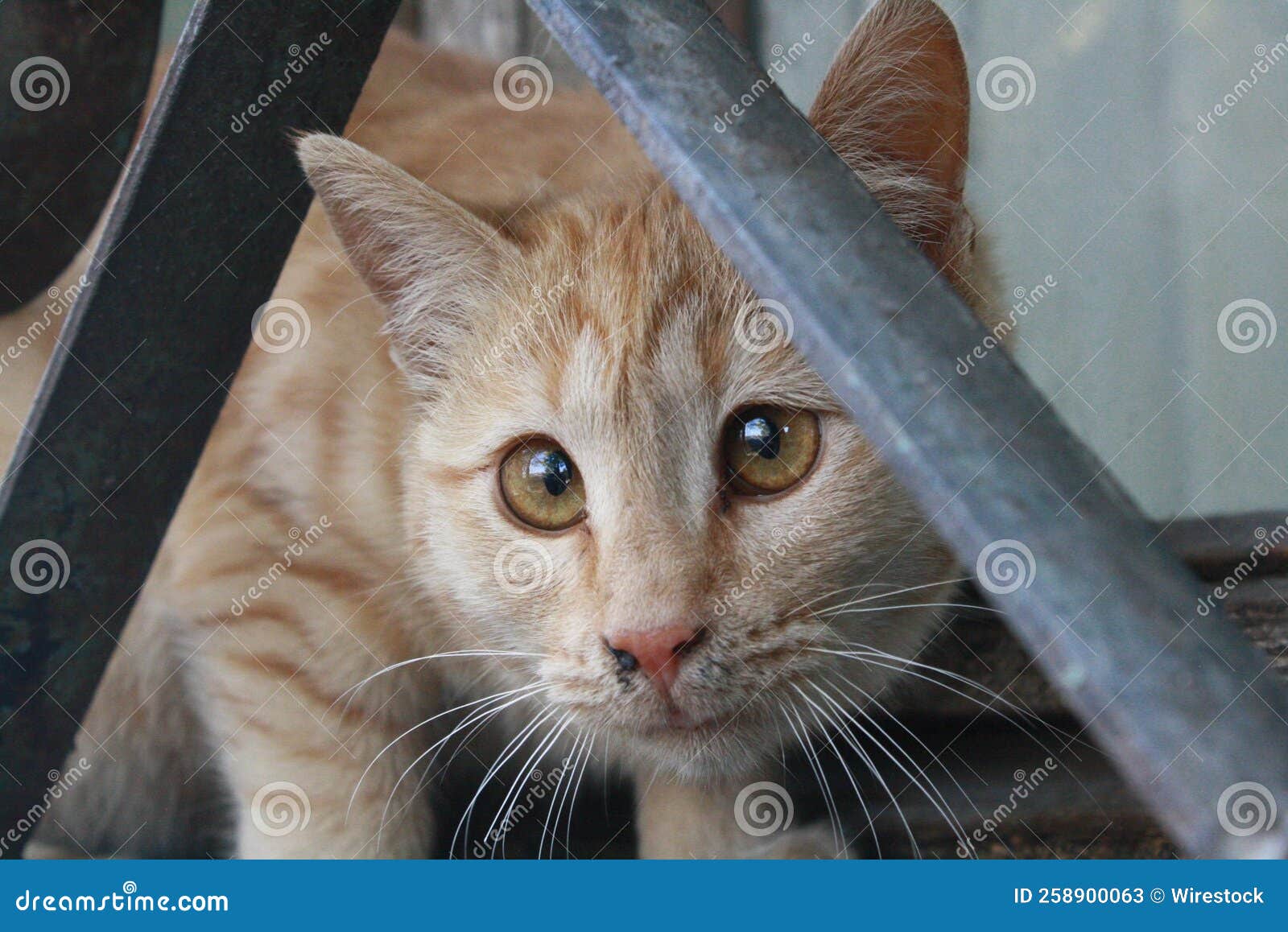 Closeup of a Cute Cat Looking at the Camera Stock Image - Image of ...
