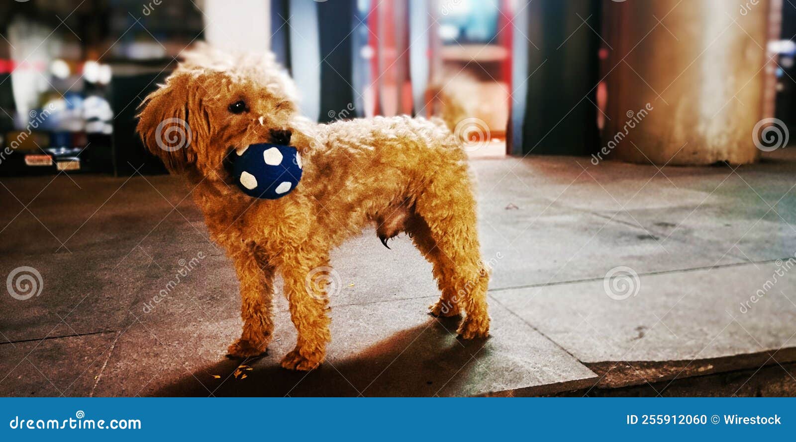 Closeup of a Cute Cavapoo Dog Playing a Toy Ball Stock Photo - Image of ...