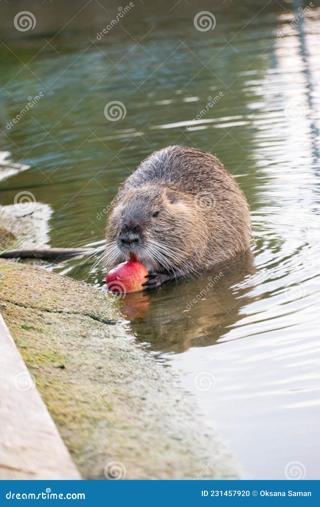 Closeup Of Coypu Sitting At The Water Side, Tropical Water Rodent From ...