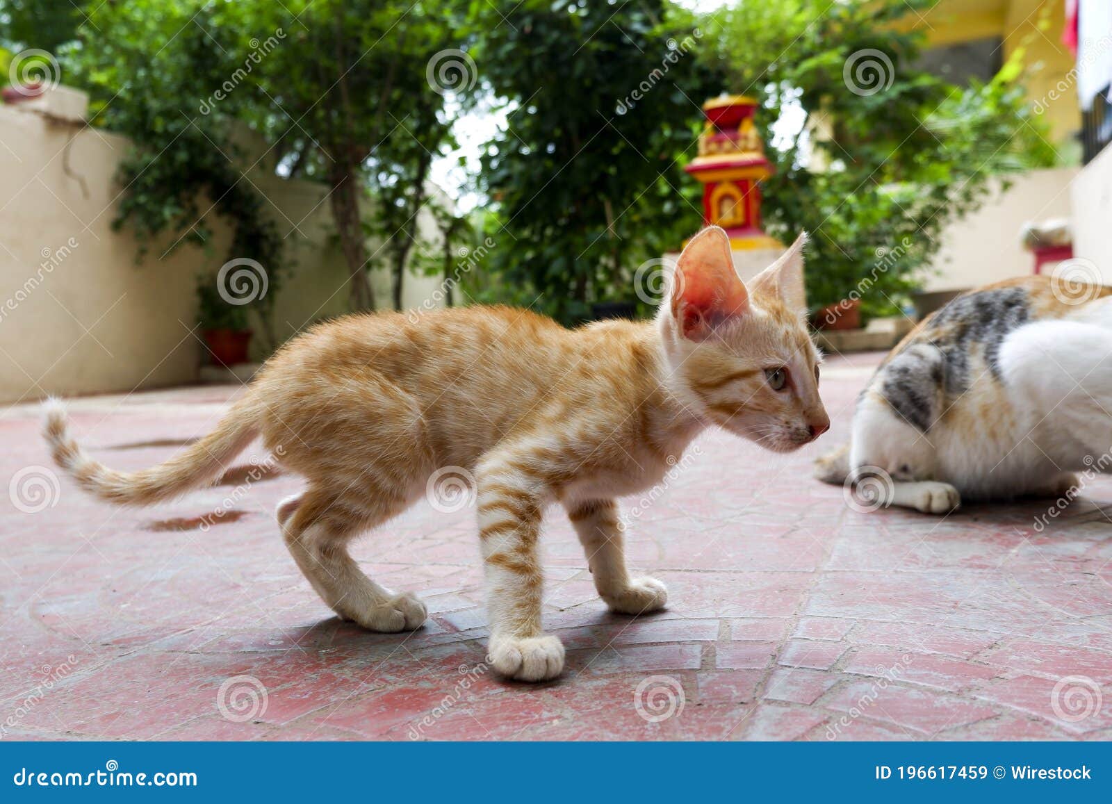Closeup a Cute Domestic Arabian Mau Cat Stock Image - Image of kitten ...