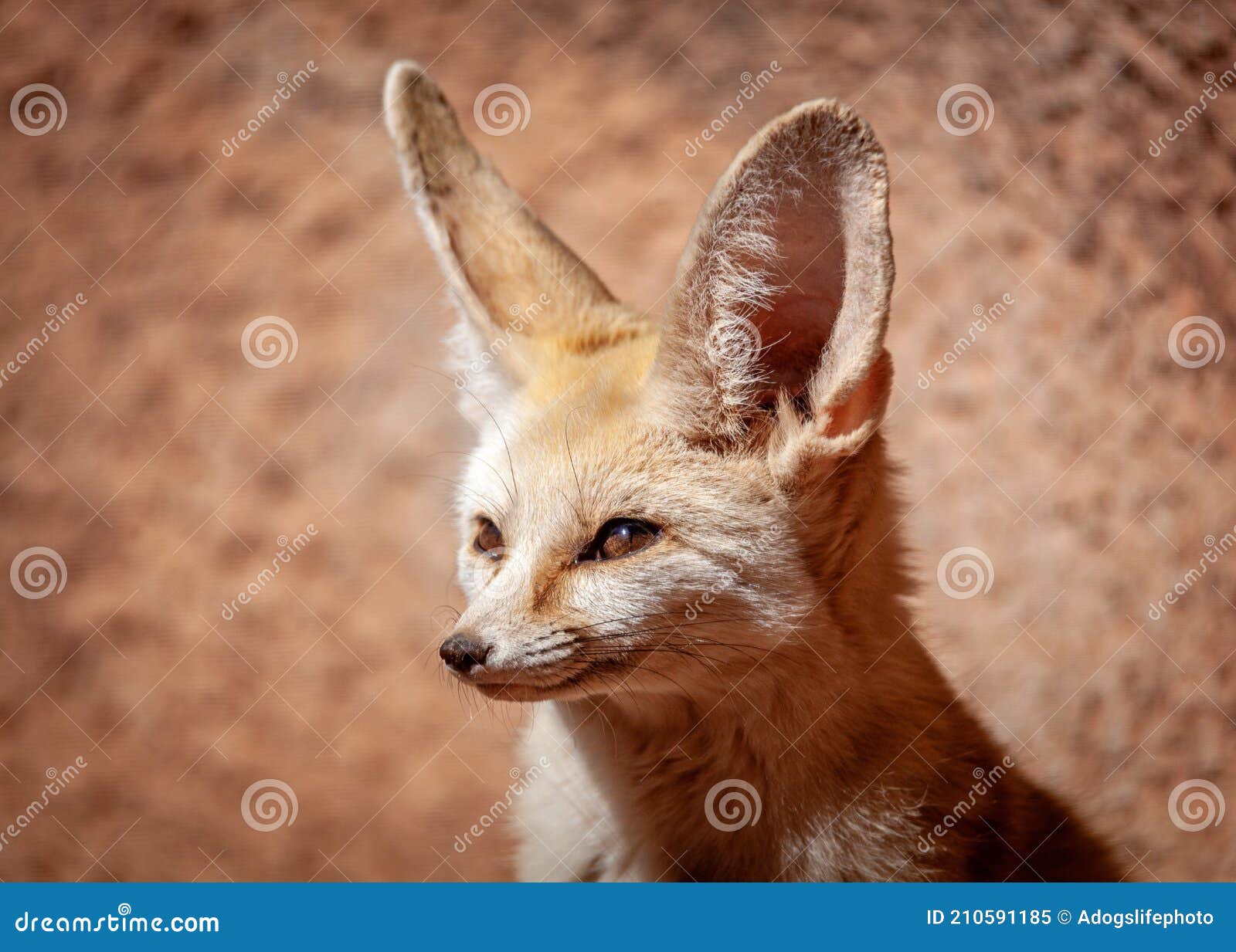 Closeup of Cute Fennec Fox stock image. Image of wild - 210591185