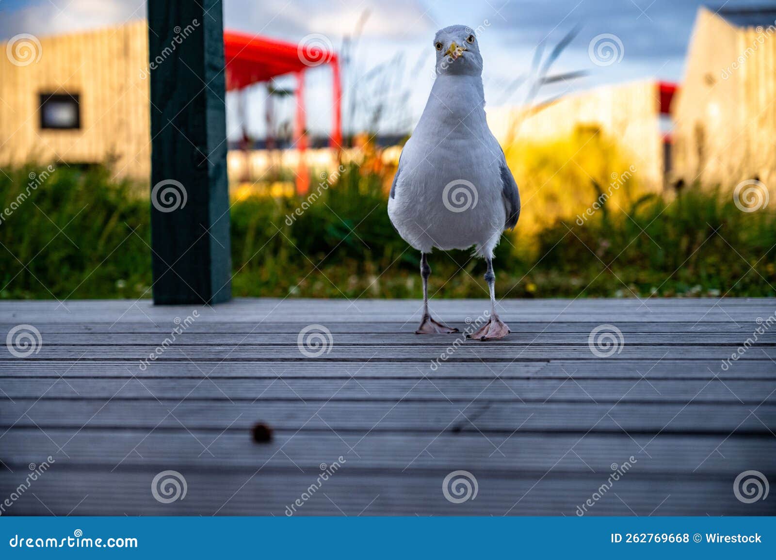 Funny Gull Sits On A Parapet Of The Altar Of The Fatherland On The ...