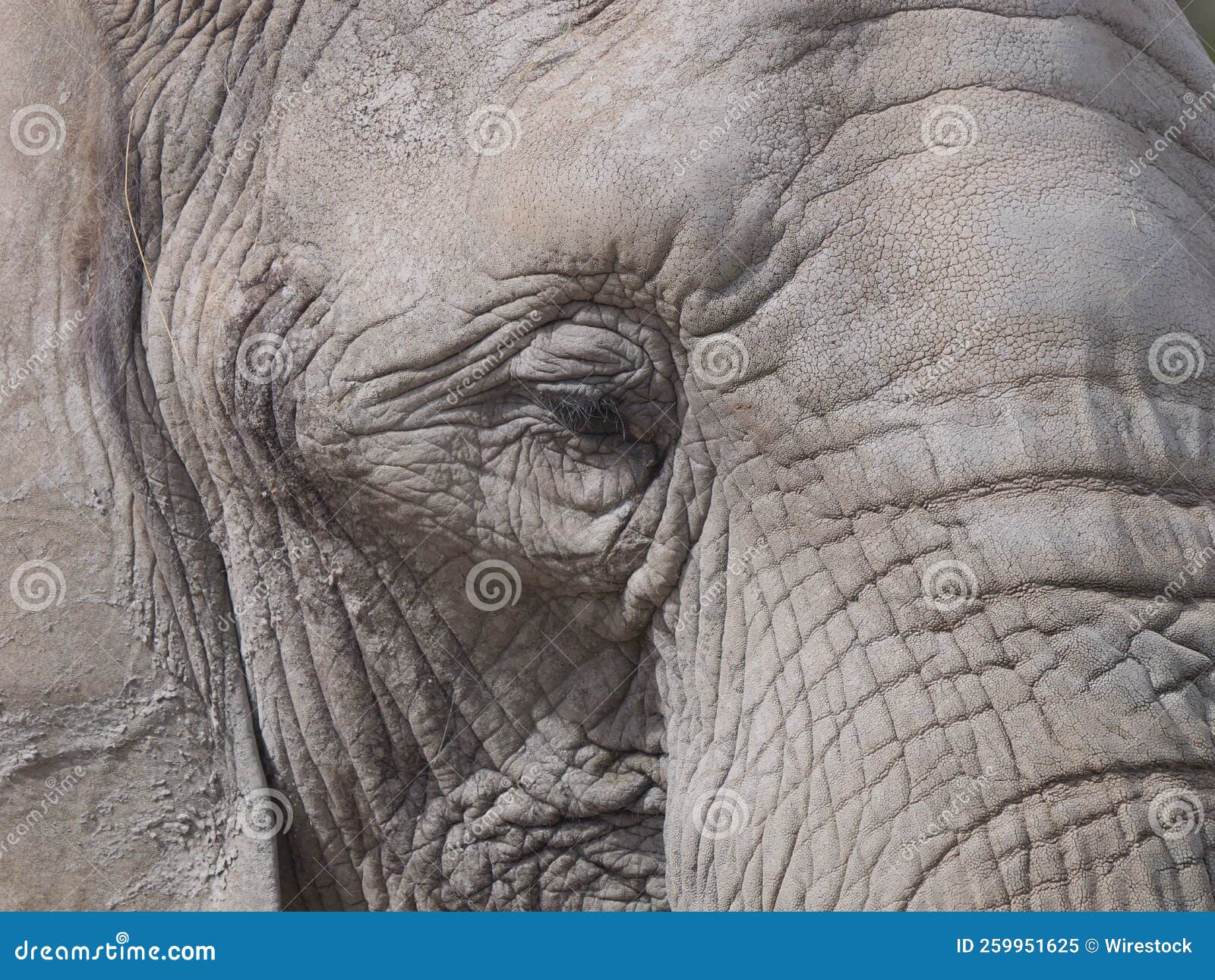 Closeup of a Cute Giant Elephant Looking Down Stock Image - Image of ...