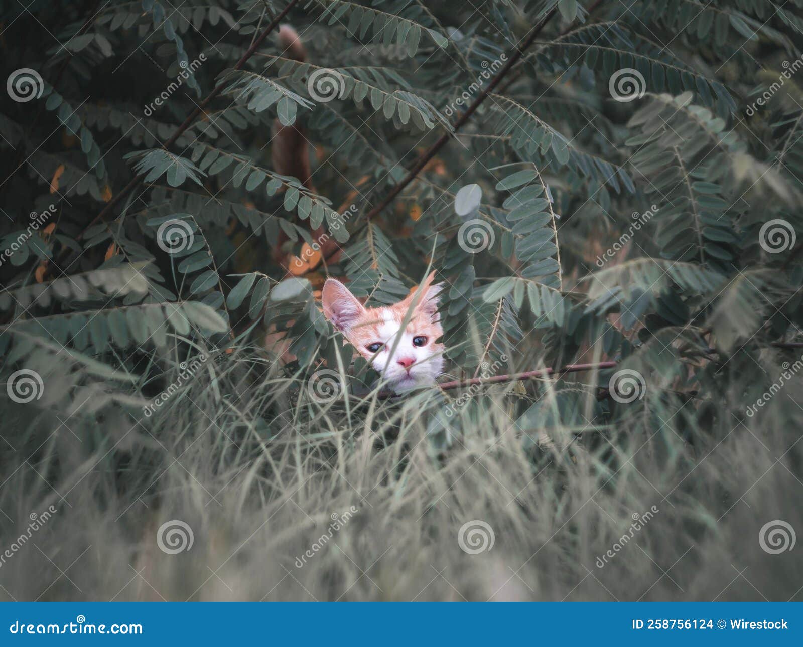 Closeup of a Cute Ginger Cat Peaking Out of Green Bushes Stock Photo ...