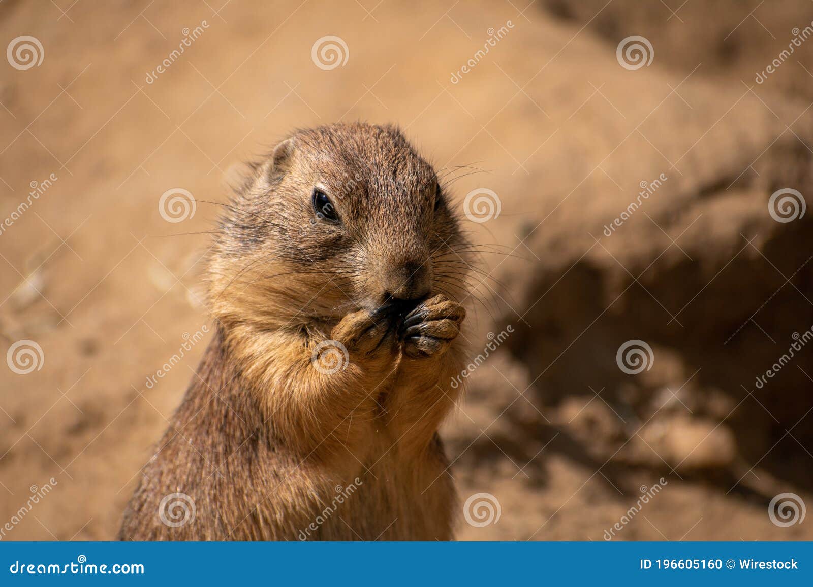 Closeup of a Cute Gopher in the Zoo of Osnabruck Stock Photo - Image of ...