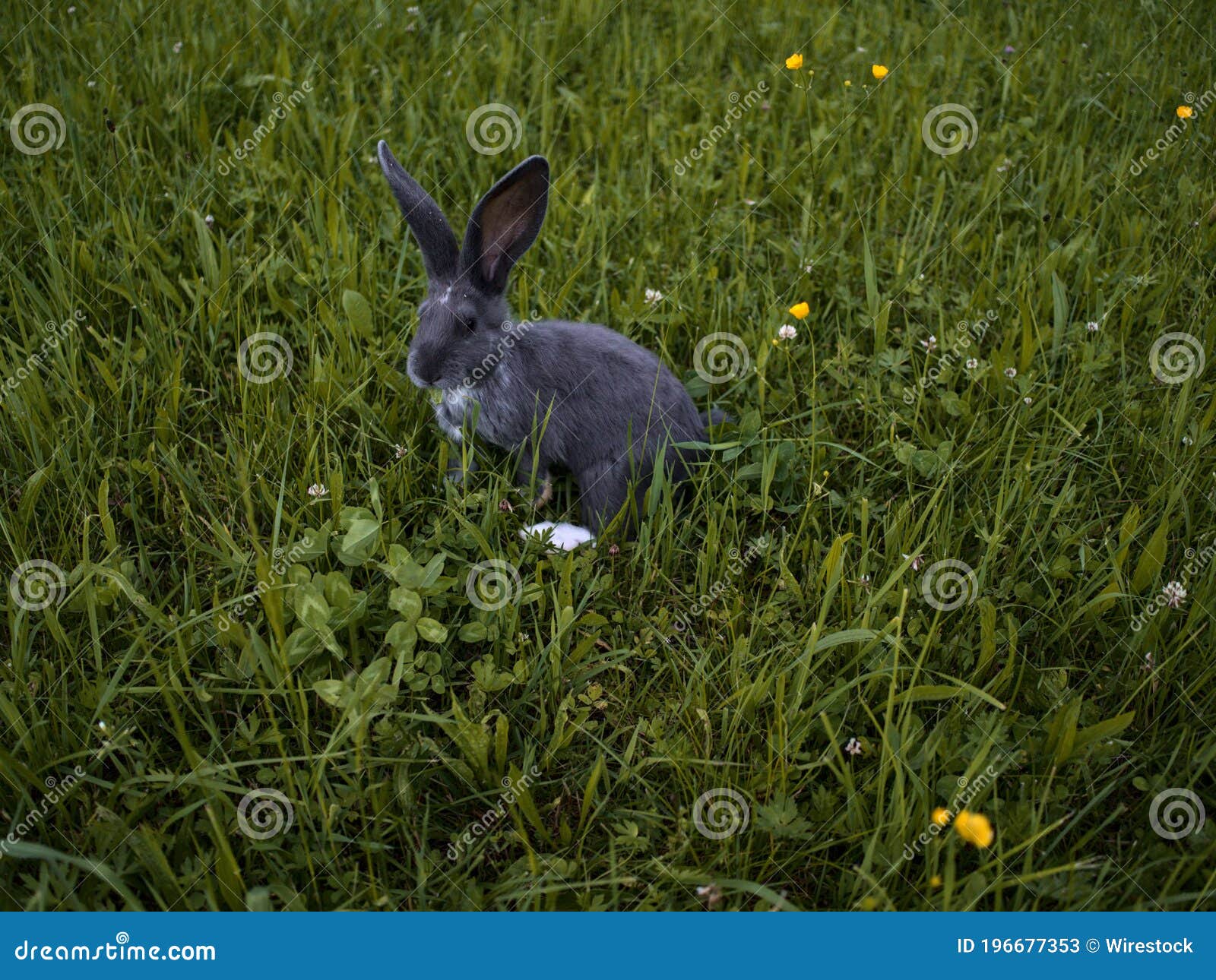 Closeup of a Cute Gray Hare in the Meadow Stock Image - Image of mammal ...