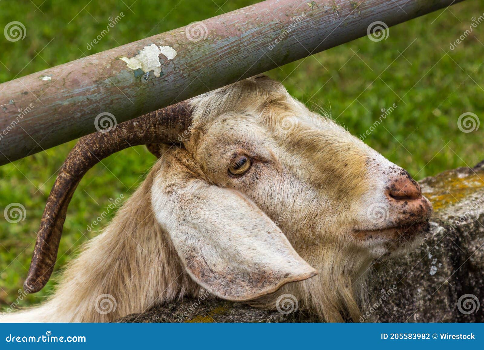 Closeup of a Cute Horned Goat Stock Photo - Image of breeding, wild ...