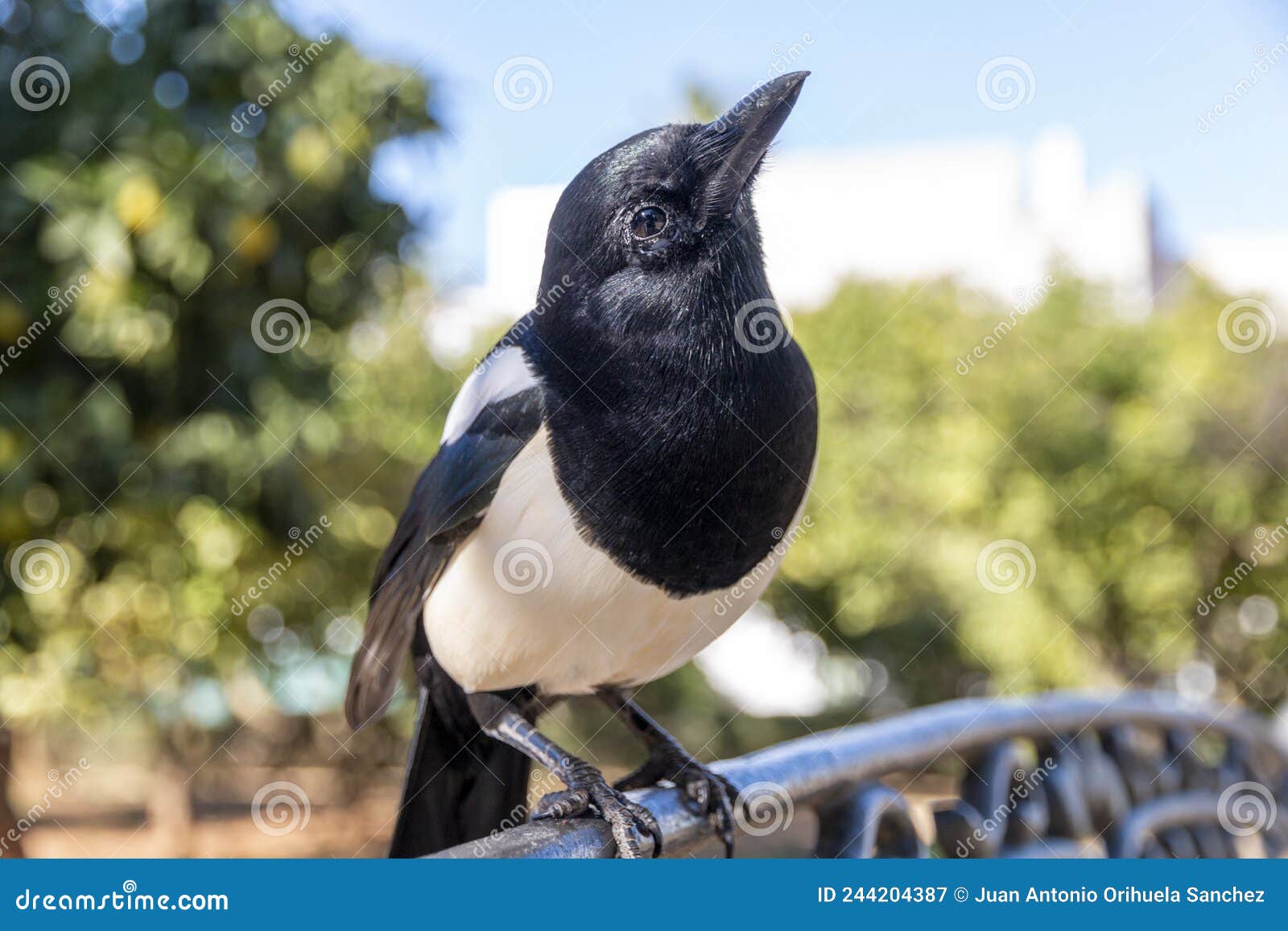 Closeup of a Cute Magpie Looking at the Camera Stock Image - Image of ...