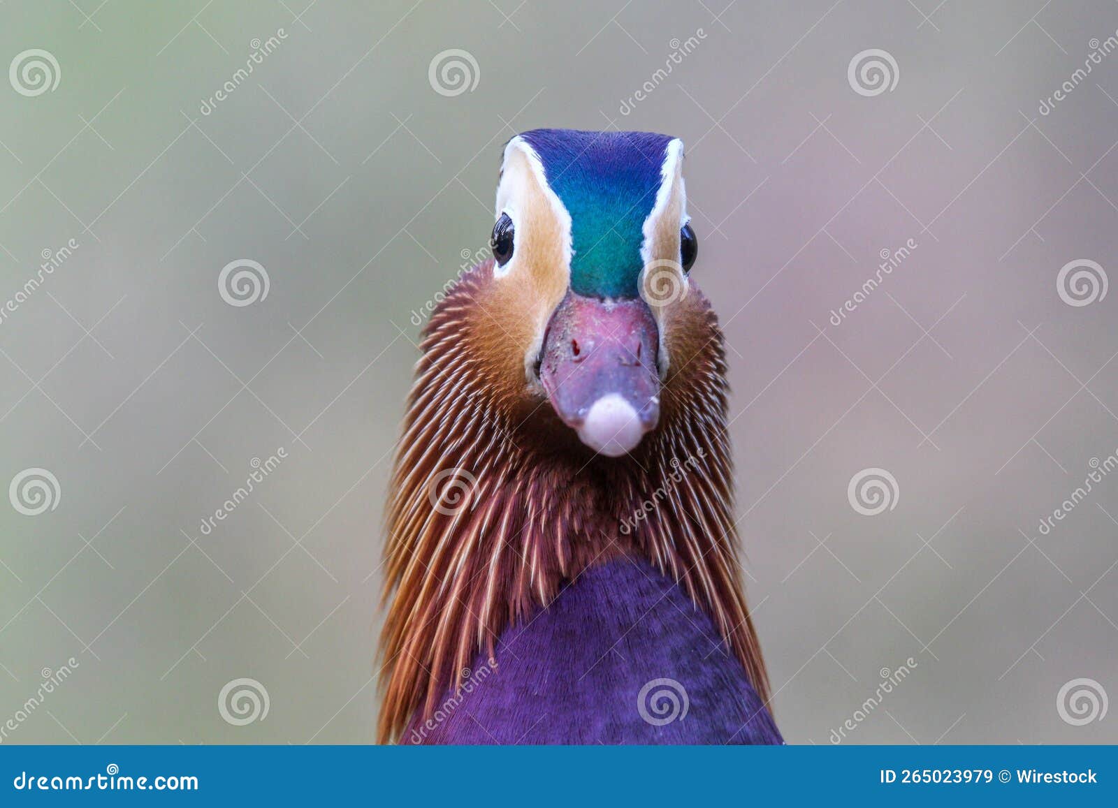 Closeup of a Cute Mandarin Duck Looking at a Camera Stock Image - Image ...