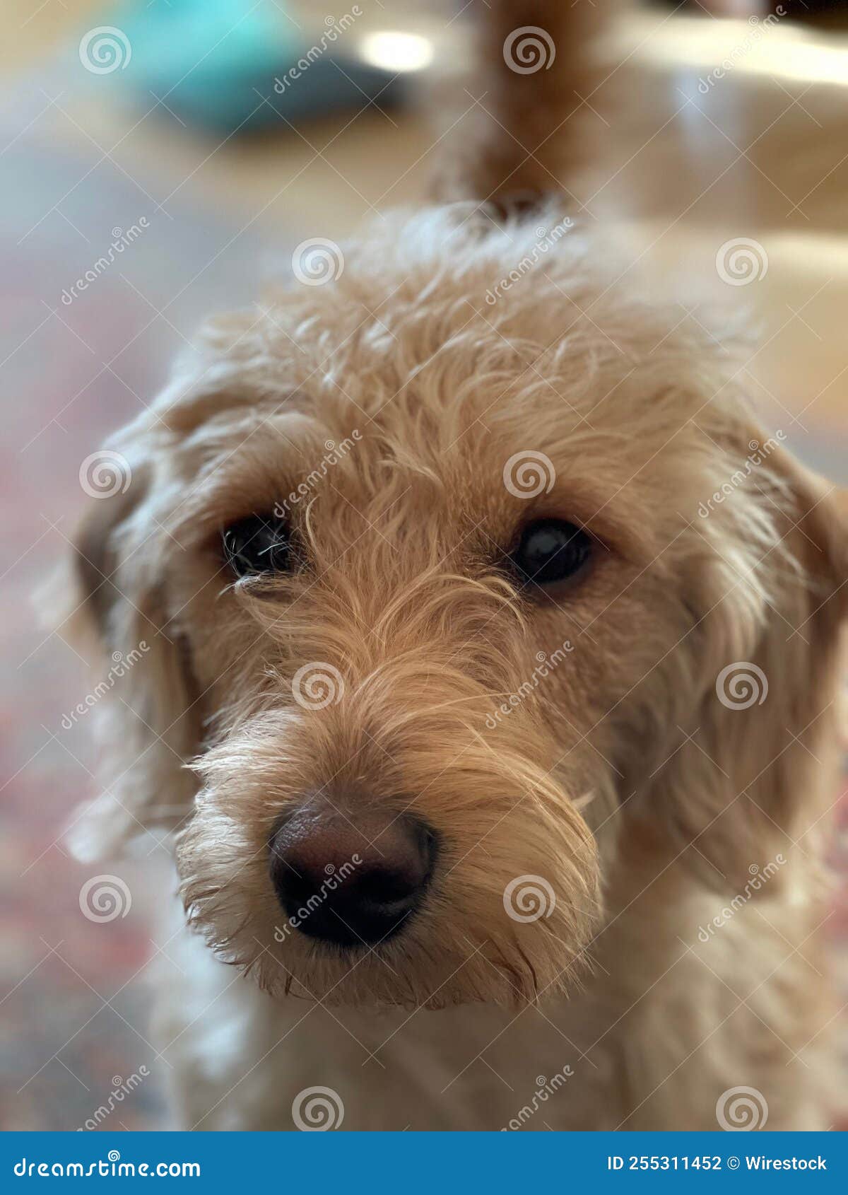 Poogle Dog Stock Photos - Free & Royalty-Free Stock Photos from Dreamstime