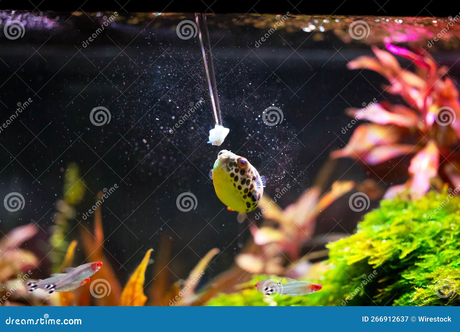 Closeup of a Cute Puffer Fish Swimming in an Aquarium Stock Image ...