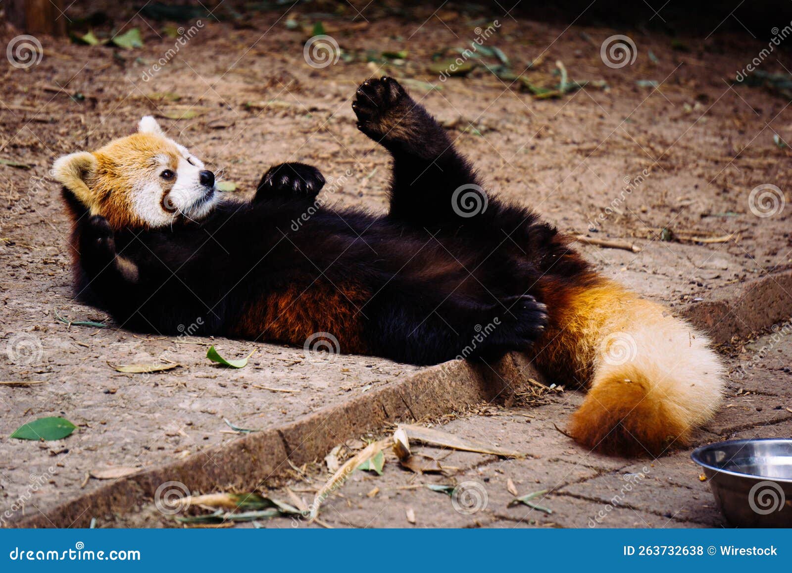 Closeup of a Cute Red Panda Playing on the Ground in Zoo Stock Photo ...