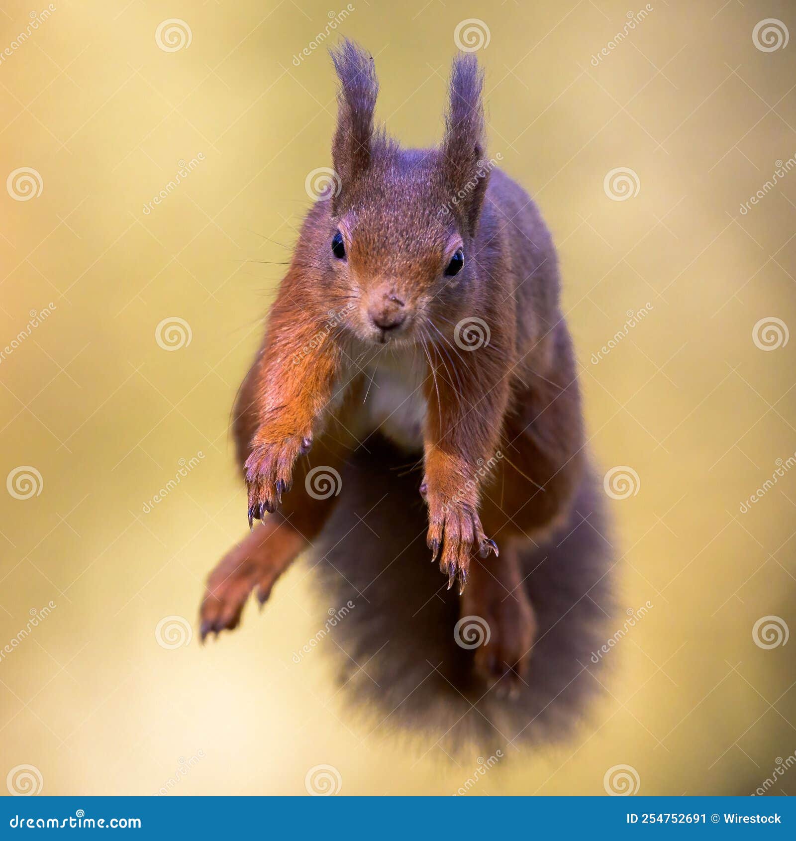 Closeup of a Cute Red Squirrel Leaping in the Air Stock Image - Image ...