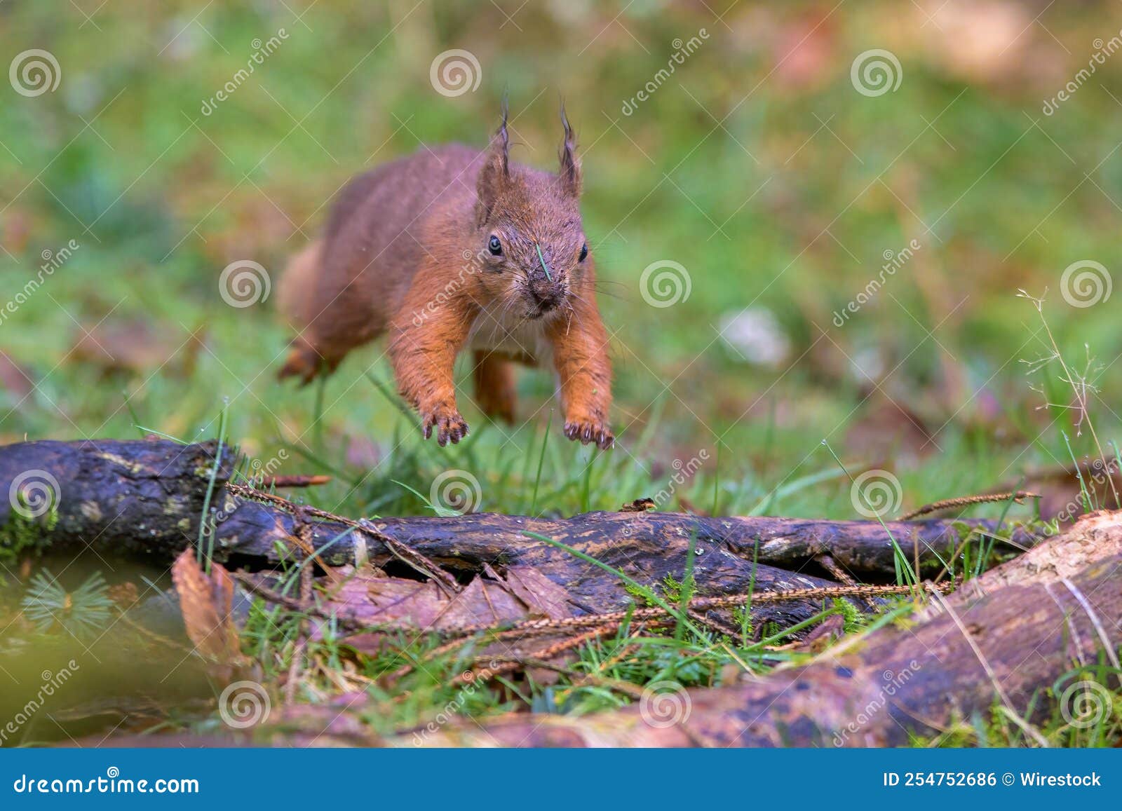 Closeup of a Cute Red Squirrel Running in the Forest Stock Photo ...