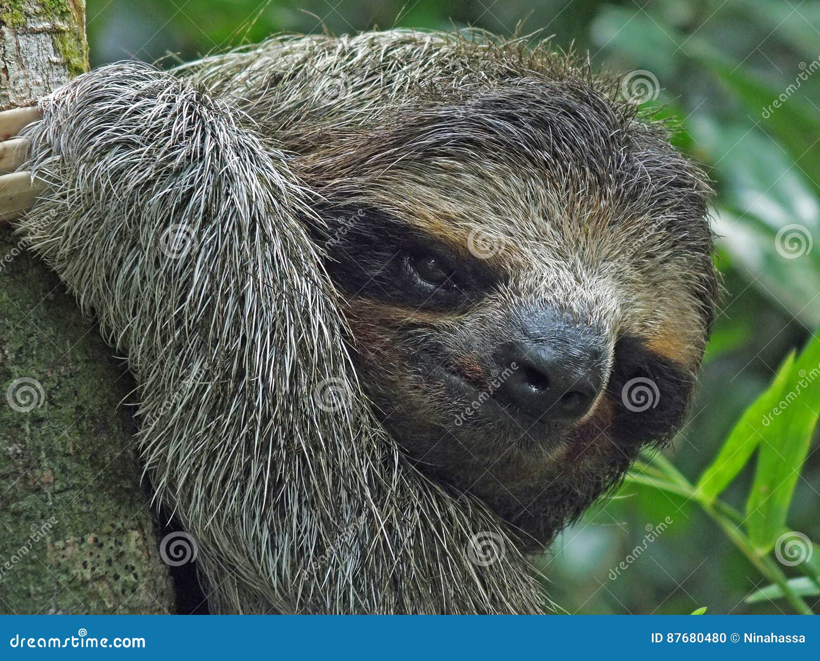 Closeup of a cute sloth stock photo. Image of costa, smile - 87680480