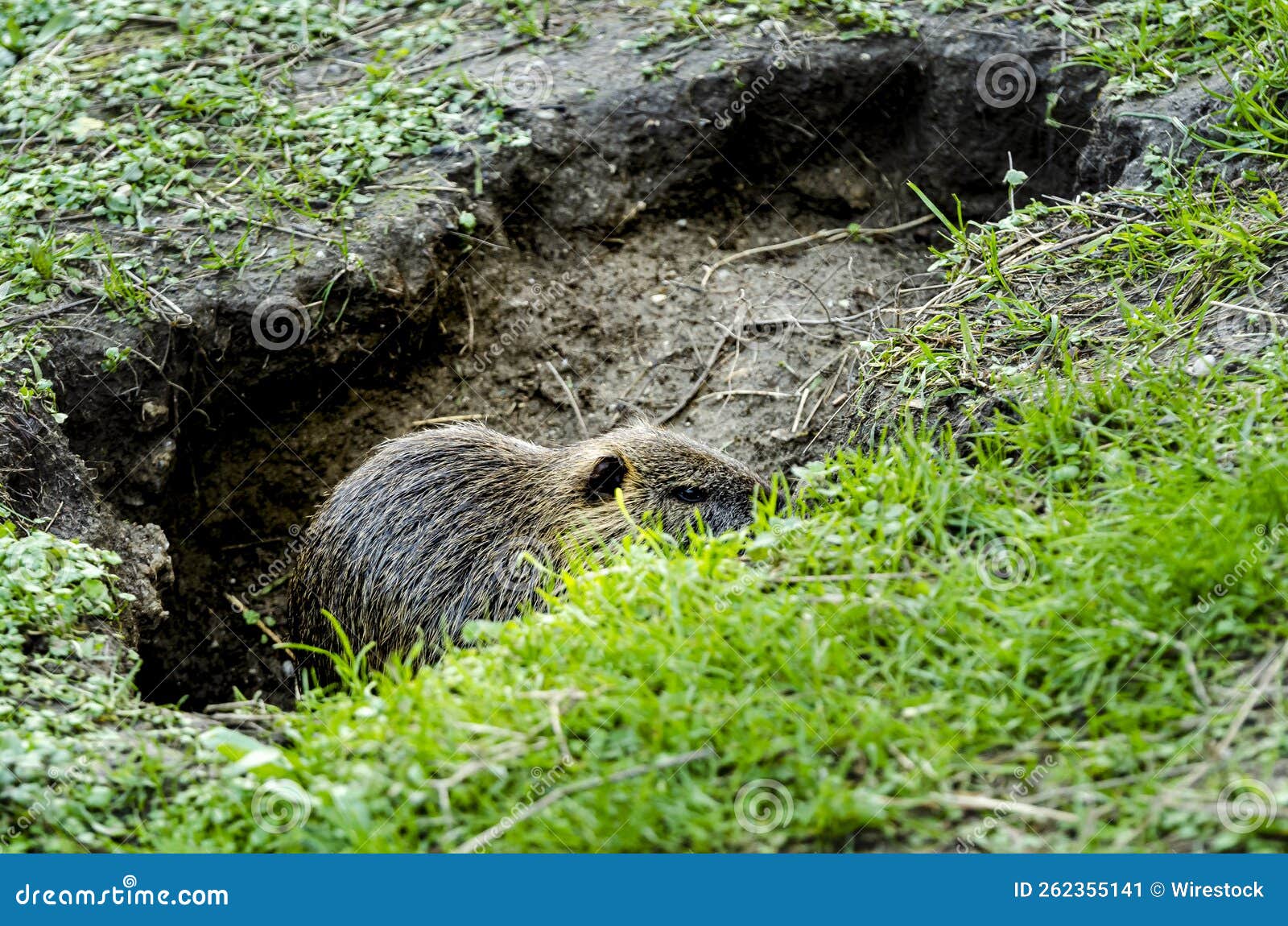 Closeup of a Cute Small Nutria Standing in a Little Cave Surrounded by ...