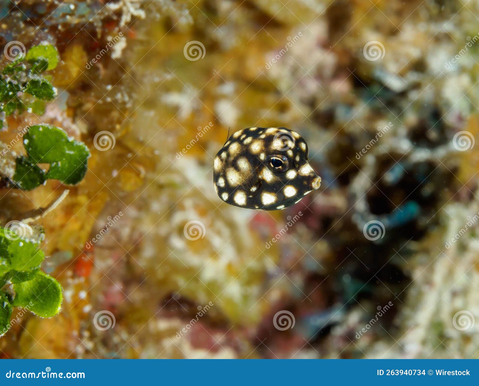 Closeup of a Cute Tiny Juvenile Smooth Trunkfish Stock Photo - Image of ...