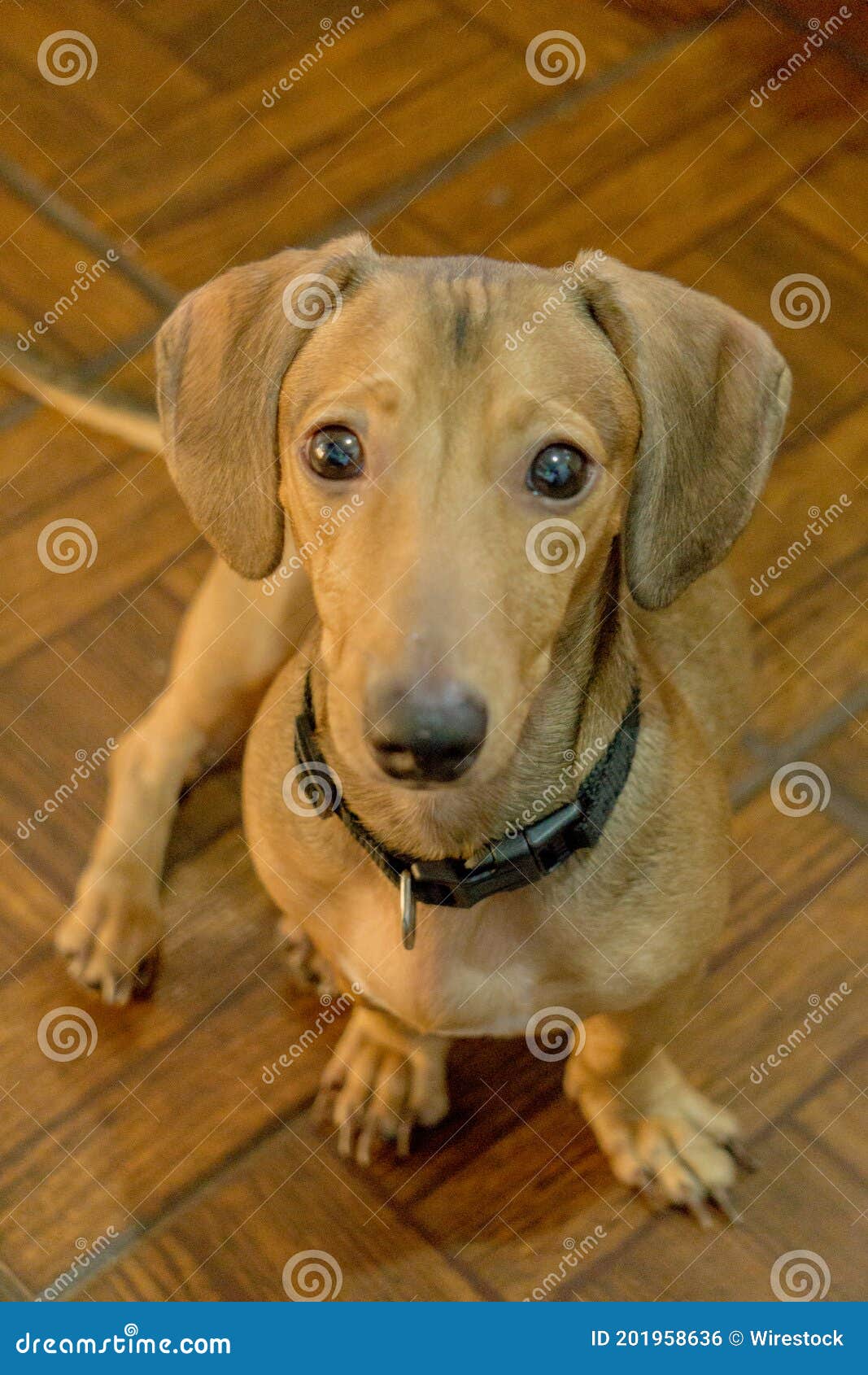 Closeup of a Cute Wiener Dog with a Sad Look Stock Photo - Image of ...