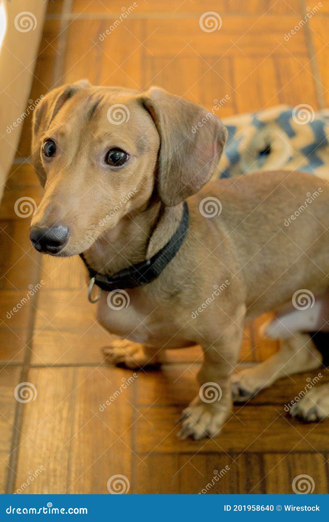 Closeup of a Cute Wiener Dog with a Sad Look Stock Photo - Image of ...