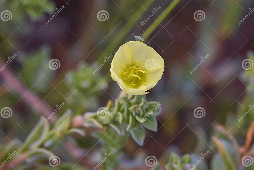 Cutleaf Evening Primrose stock image. Image of blossom - 310477351