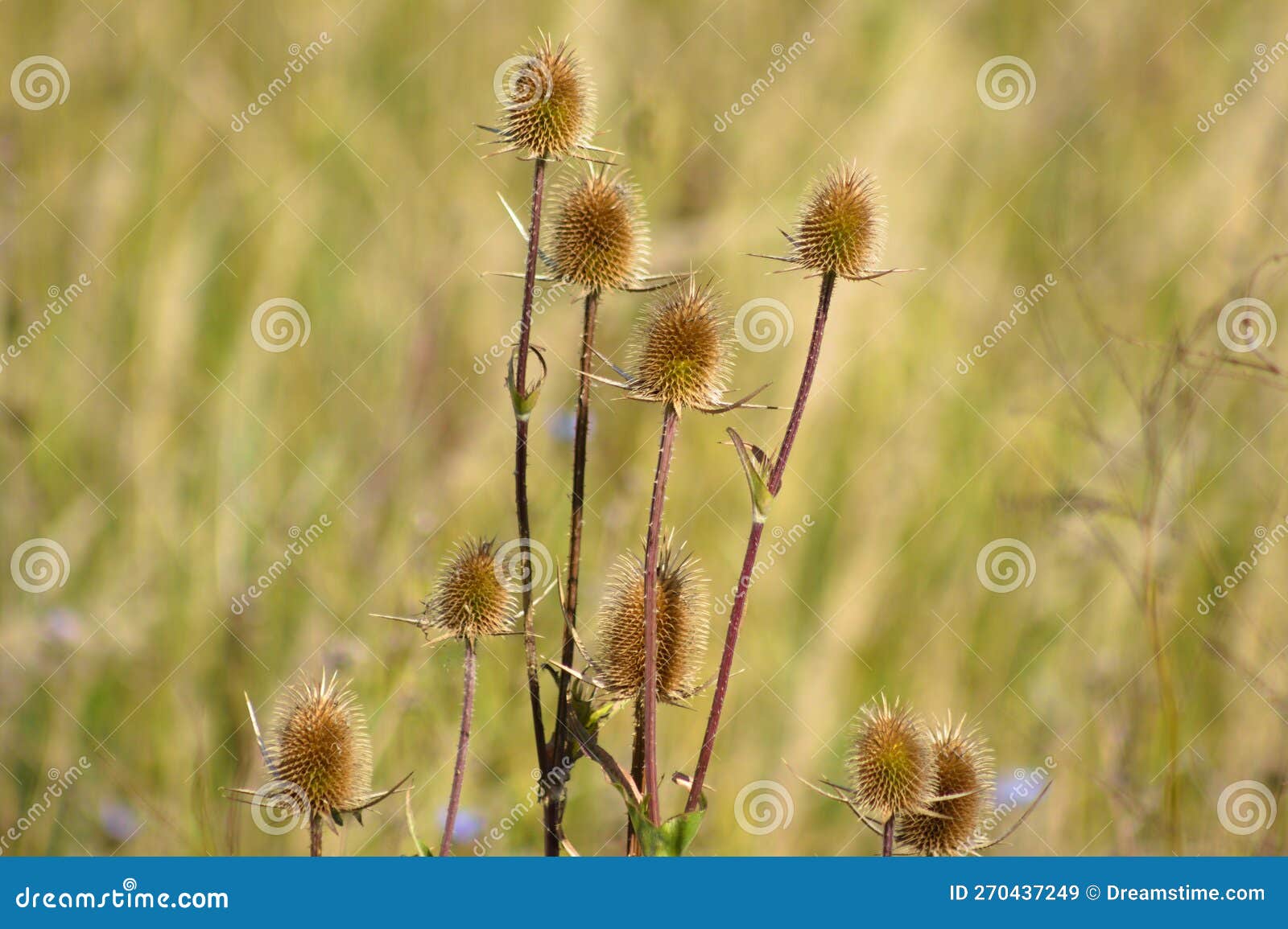 Closeup of ,cutleaf Teasel Brown Seeds with Blurred Background Stock ...
